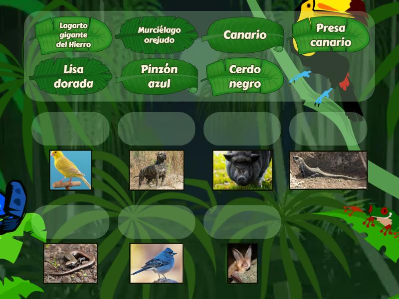 Fauna endémica de Canarias - Une las parejas