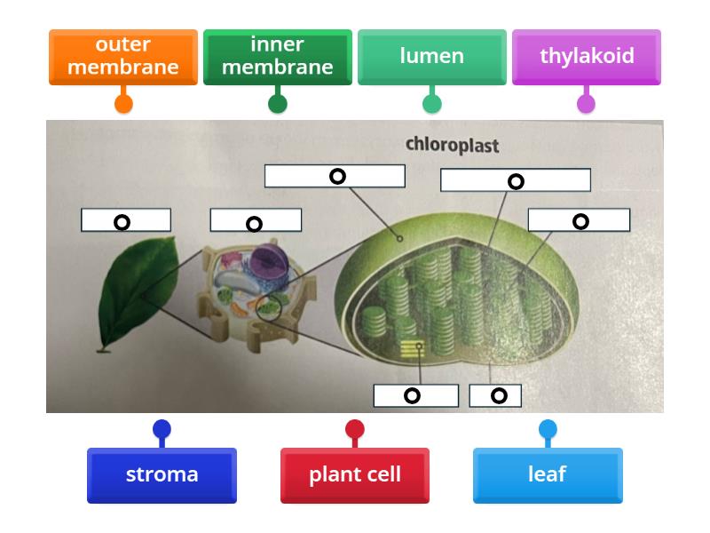 Chloroplast - Labelled diagram