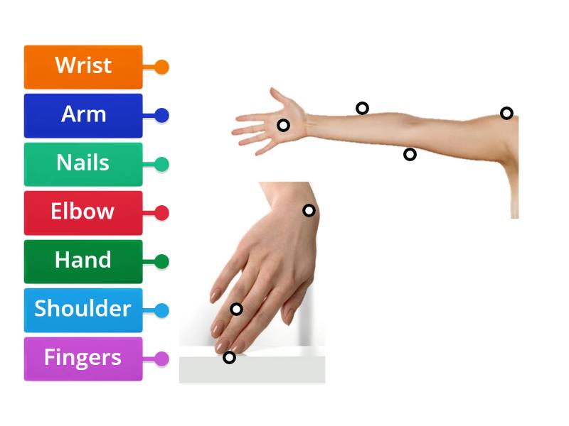 My Arm - Labelled diagram