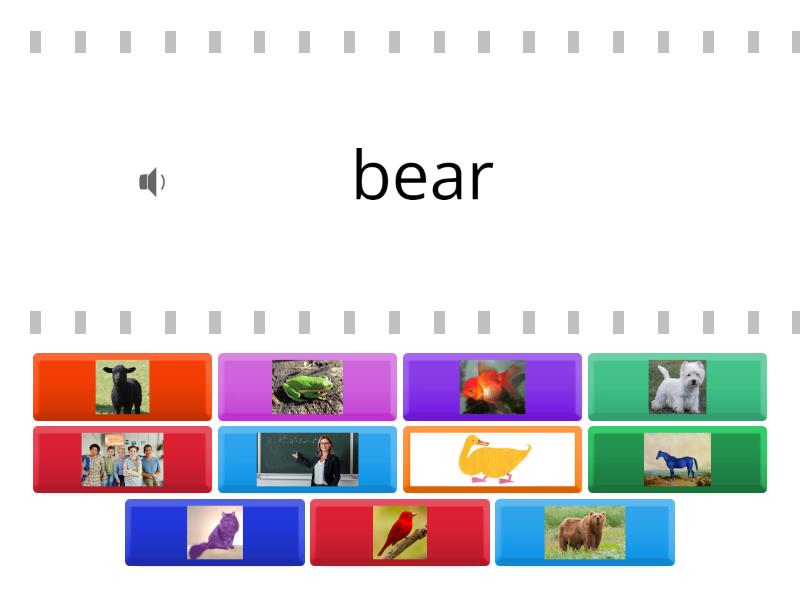 Brown bear - animals - Find the match
