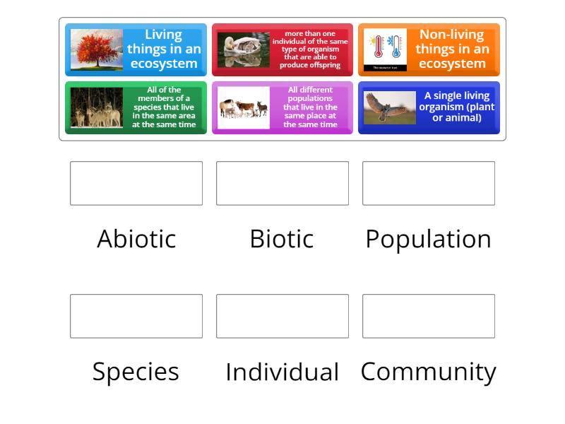 Ecosystem Vocabulary Match - Match up