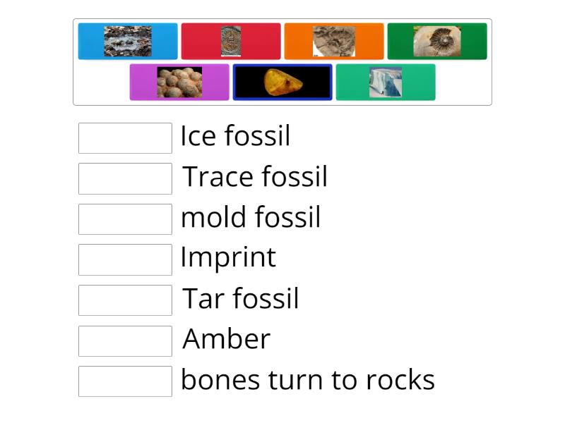 Fossils - Match up