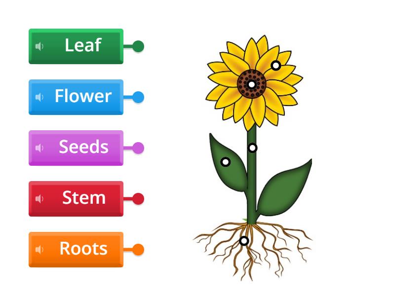 Label the Parts of a Plant - Labelled diagram