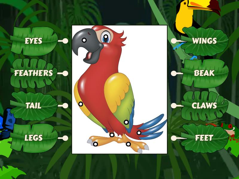 ANIMAL BODY PARTS - PARROT - Diagrama con etiquetas