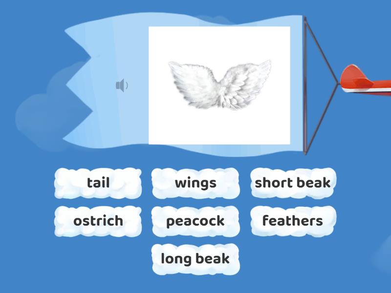 Alexander. Birds - Find the match