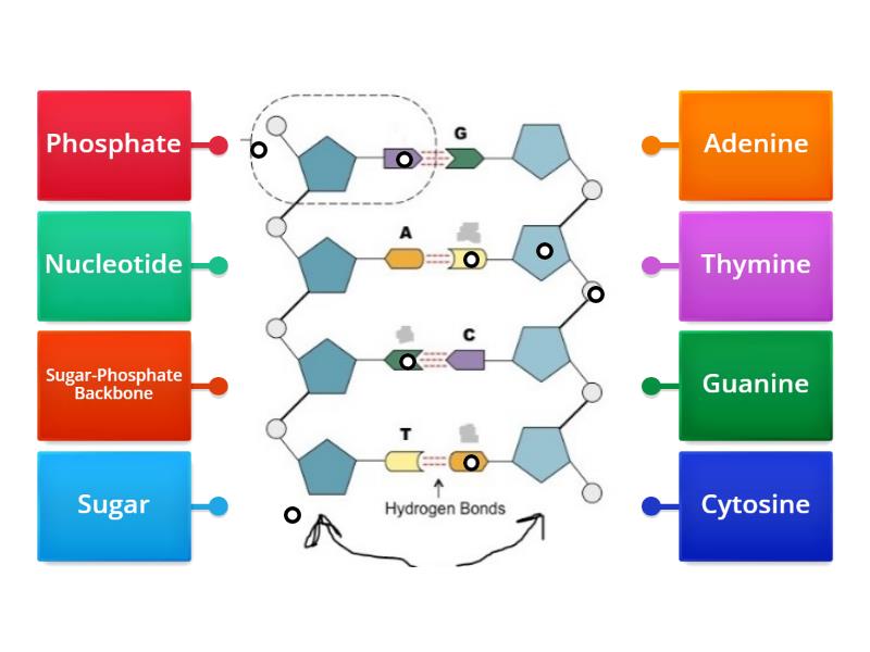 label DNA - Labelled diagram