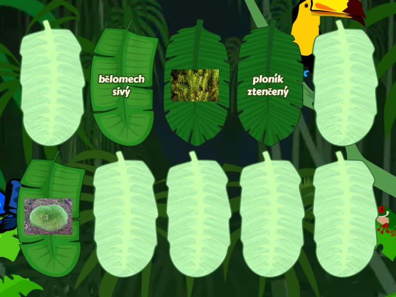 Poznávačka - mechy - Shodné dvojice