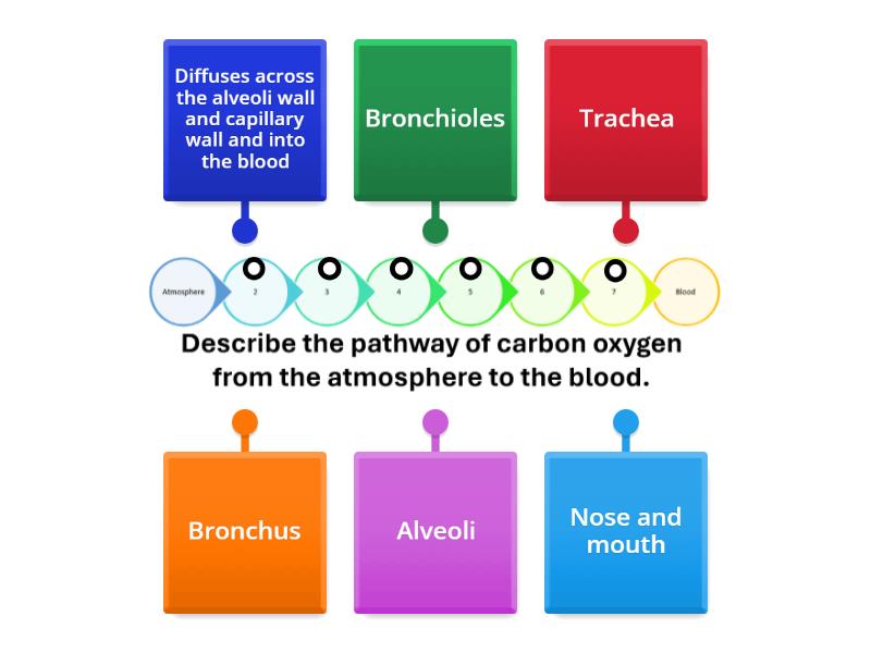 Pathway of oxygen from the atmosphere to the blood. - Labelled diagram