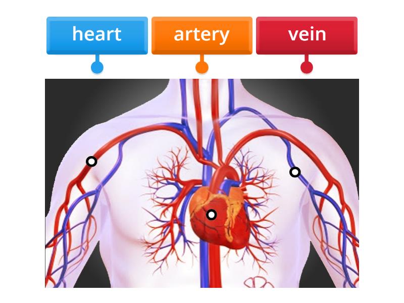 Let's label circulatory system - Labelled diagram
