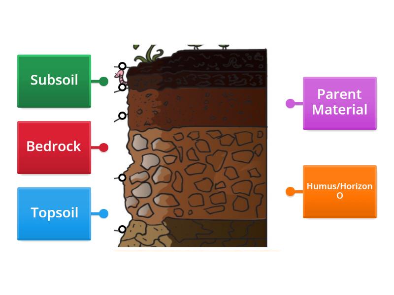 Layers of Soil Labeling Activity - Labelled diagram