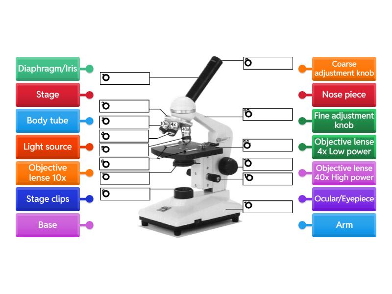 Identifying the Parts of a Light Microscope - Labelled diagram
