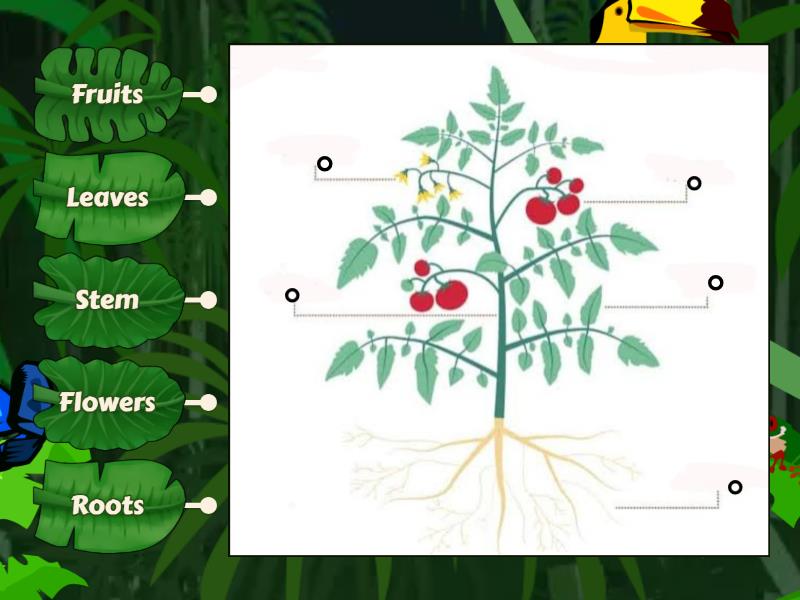 Label the parts of the plants - Labelled diagram