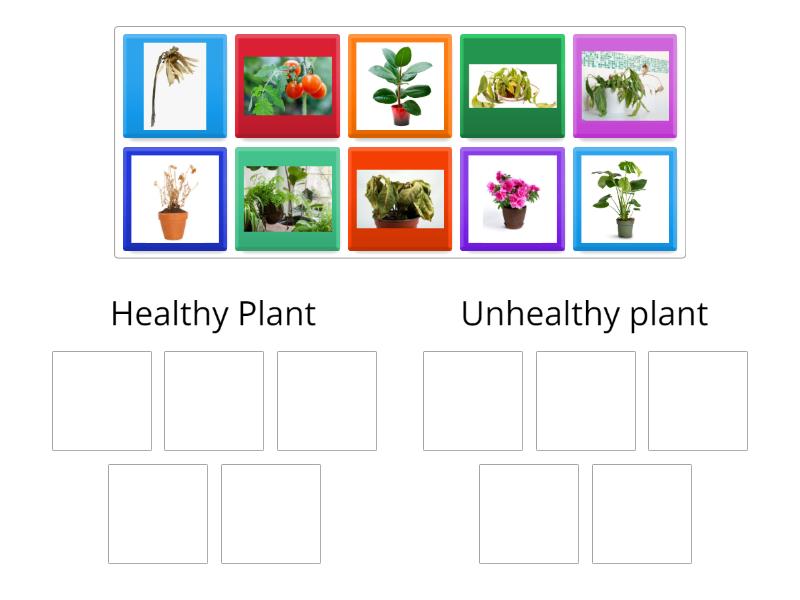 Healthy and unhealthy plants BWP - Group sort