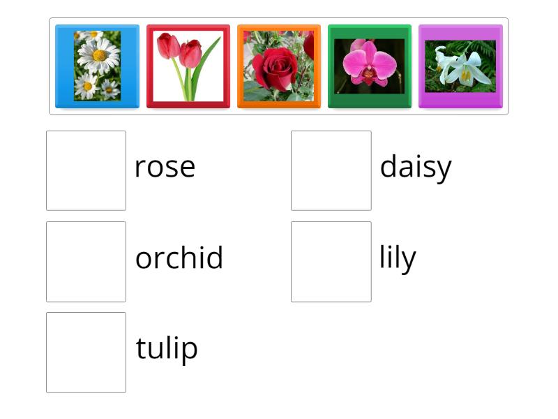 Unit 16 - Flowers - Match up