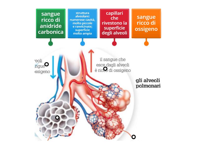 gli alveoli polmonari - Diagrama con etiquetas