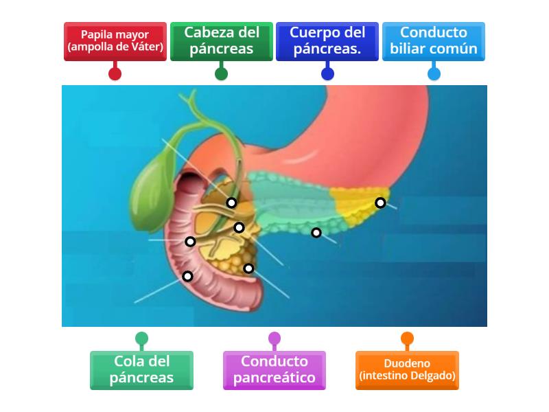 pancreas - Diagrama con etiquetas