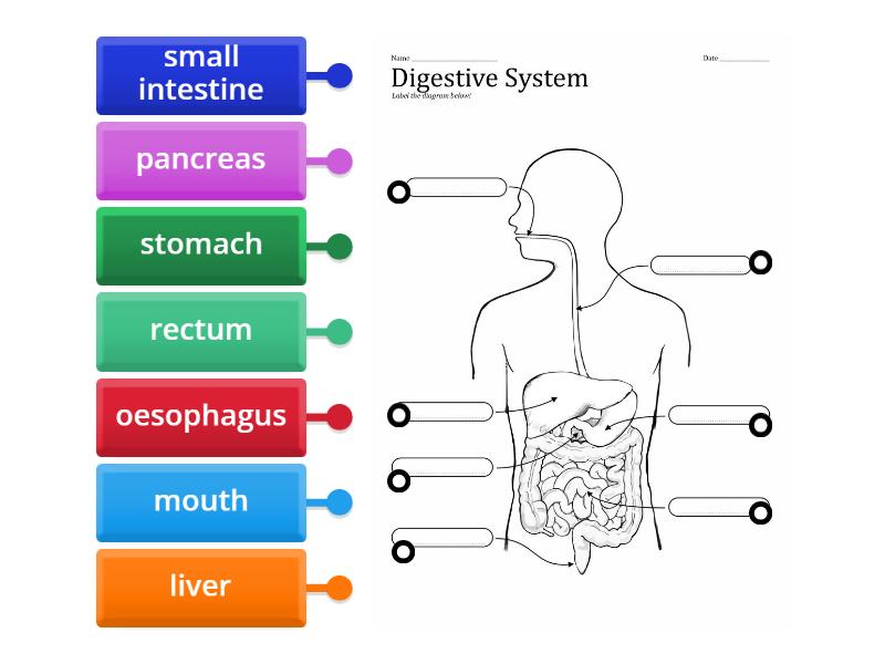Human Digestive System Labelling - Labelled diagram