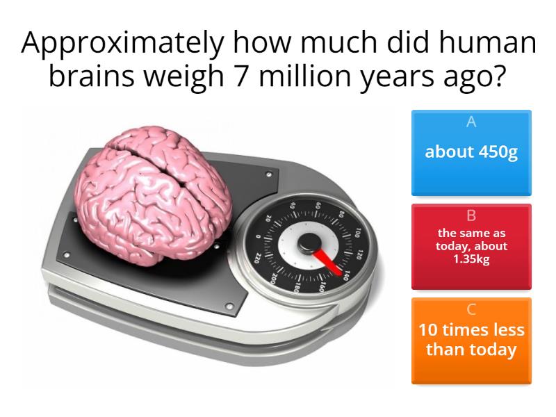 The human brain - Quiz