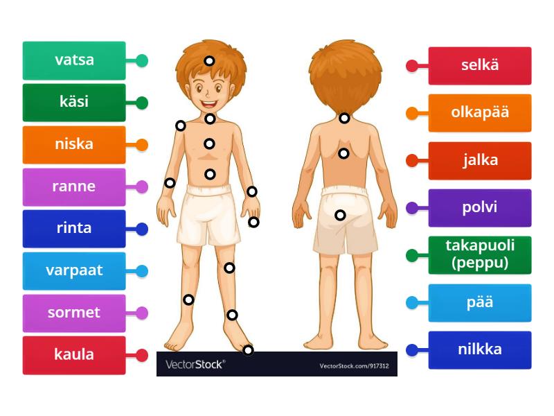 Ruumiinosat - Labelled diagram