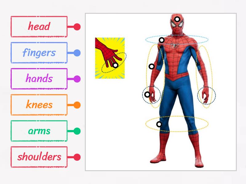 spiderman_body parts - Labelled diagram