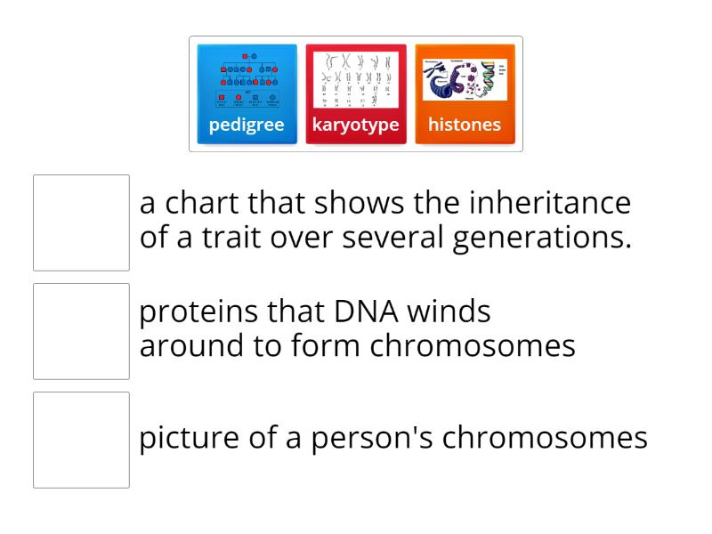 Pedigrees and Karyotypes - Match up