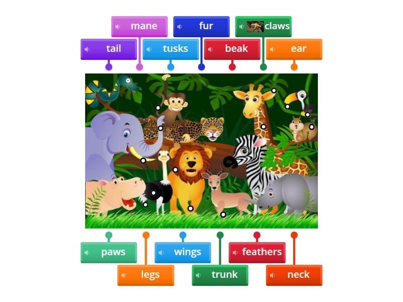 animal parts of body - Labelled diagram