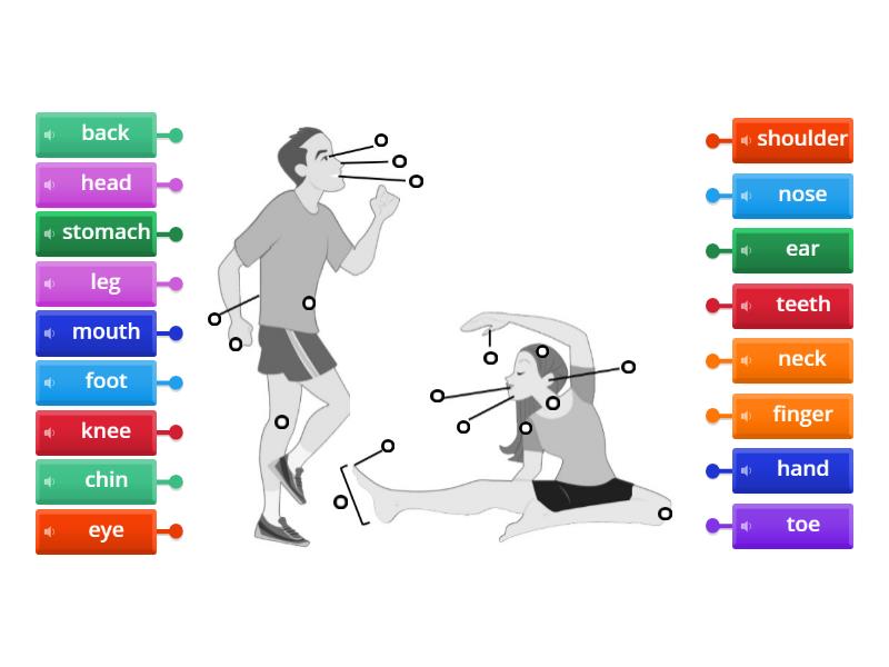 Identify Parts of the Body - Labelled diagram