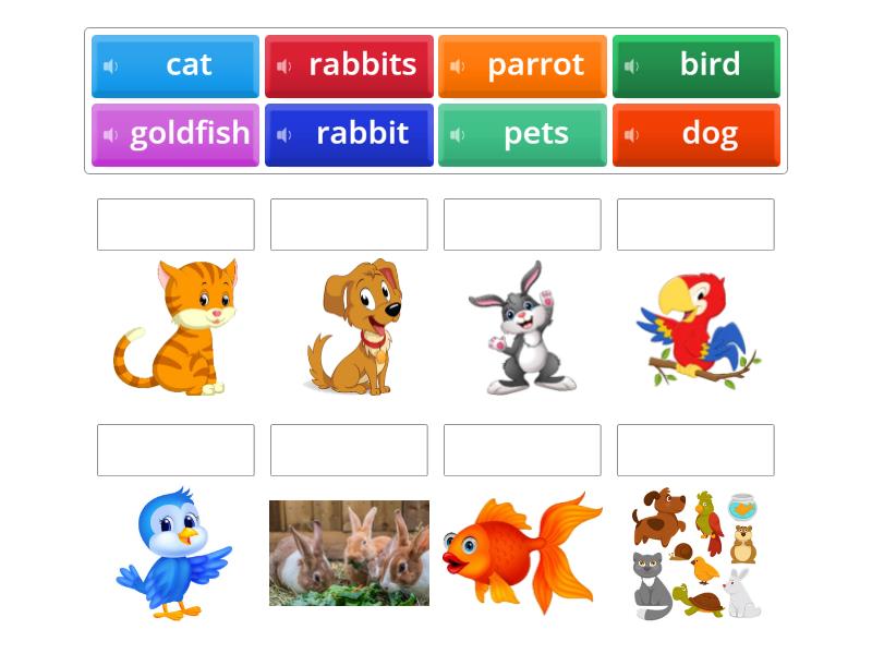 3B - Unit 16 - My pets - Match up