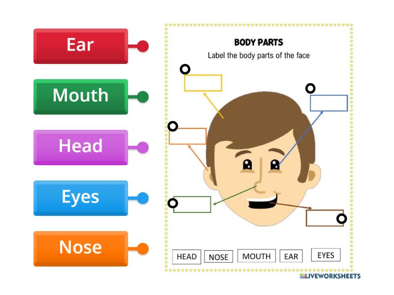 Label the parts of the body - Labelled diagram