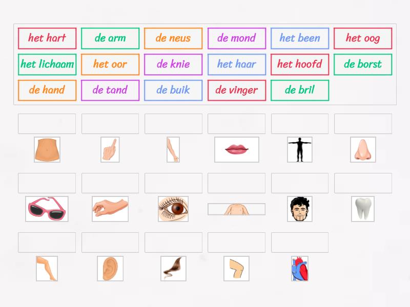 Body parts (dutch) - Une las parejas