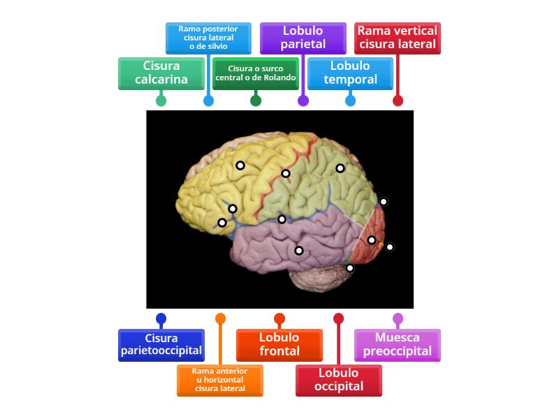 Cara lateral - Labelled diagram