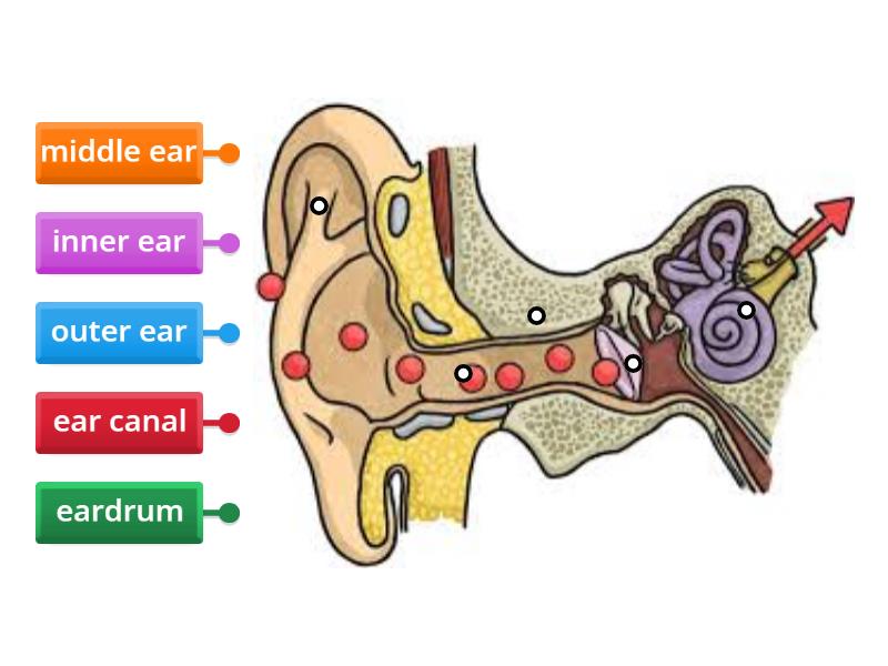 Parts of our ear - Labelled diagram