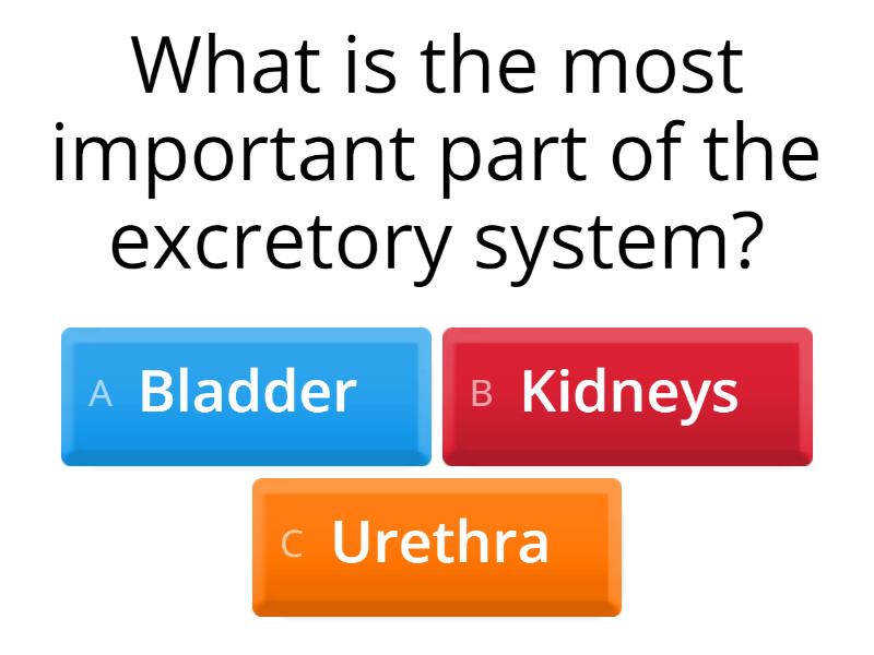 Excretory system - Quiz