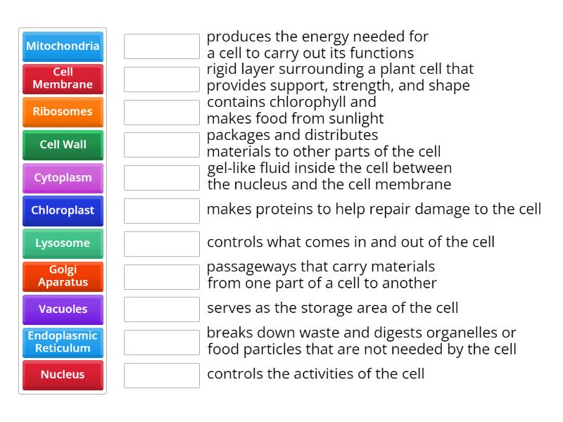 Cell Organelles - Match up