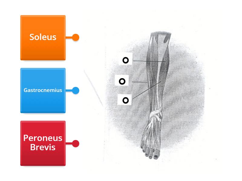 Muscles of the Lower Leg and Foot - Labelled diagram