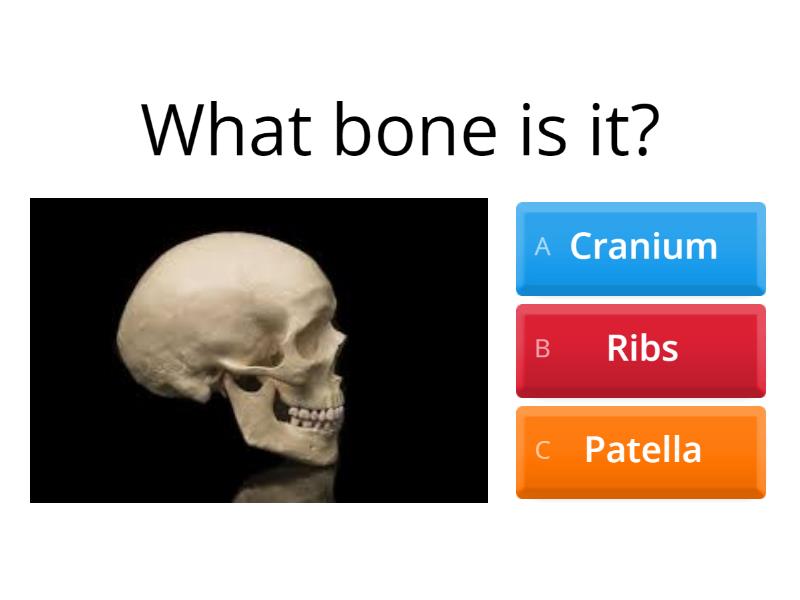 Practice bones - Quiz