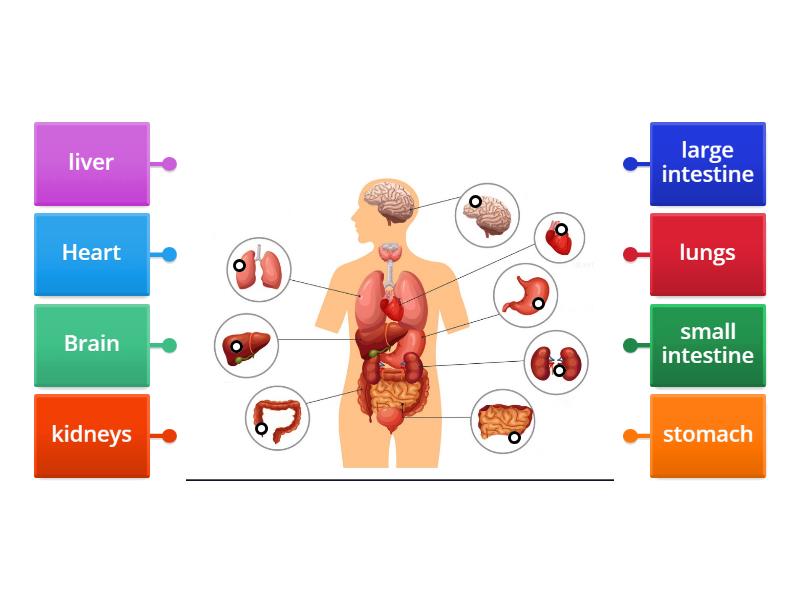 Label the Internal body parts - Labelled diagram
