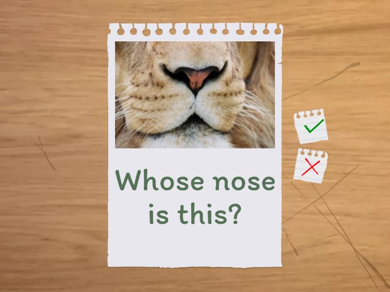 Guess the animal - Flash cards