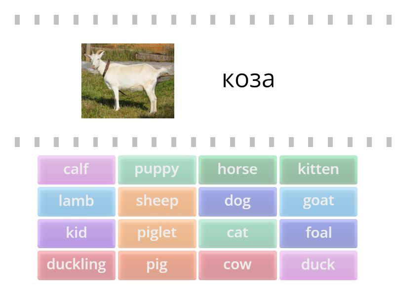 Farm animals Pr2 U2 - Find the match