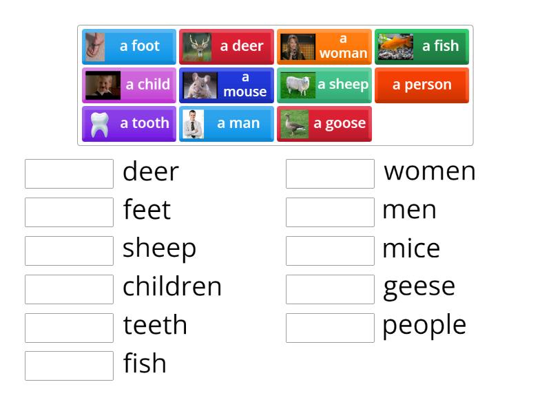 Irregular Plural Nouns - Match up