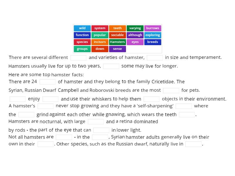 Hamsters - Complete the sentence