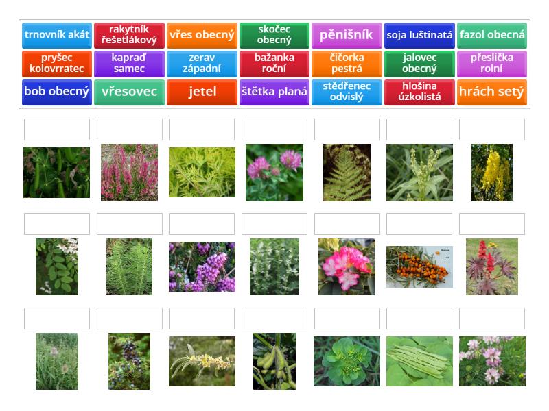 Botanika 5 - Match up