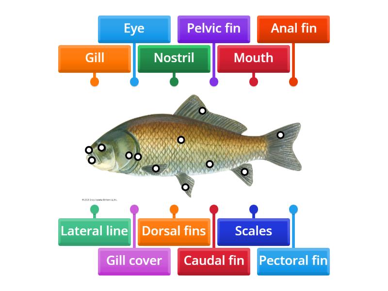 Parts of a fish - Labelled diagram