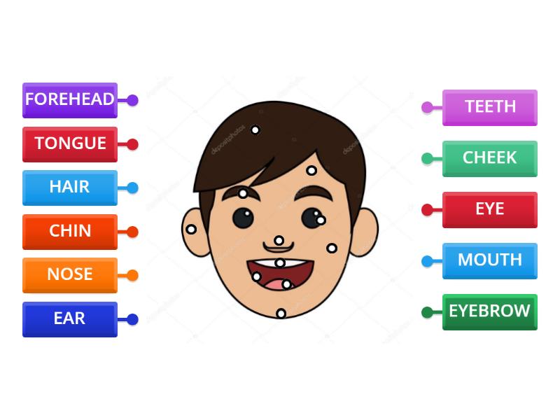 HEAD BODY PARTS - Labelled diagram