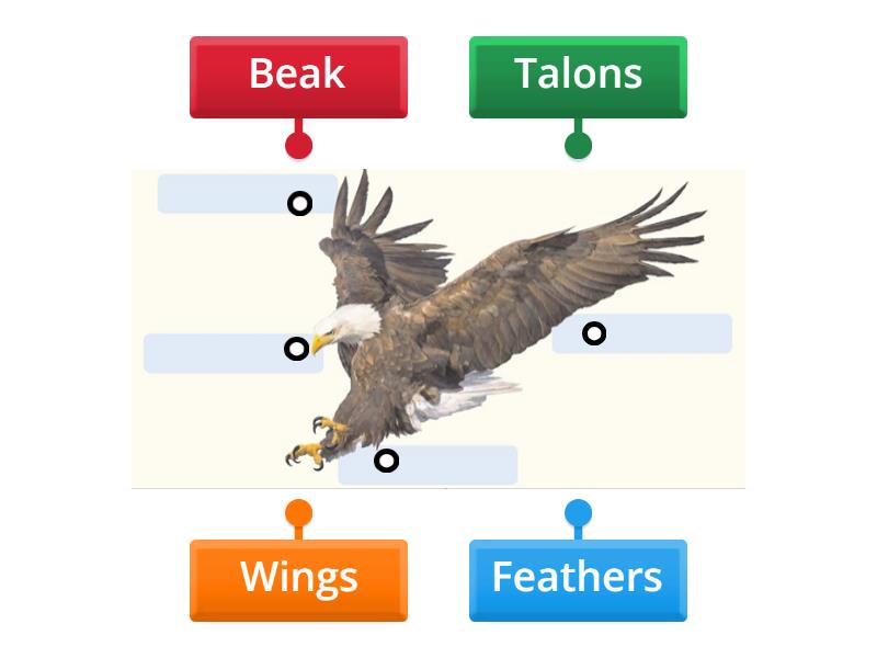 Label the external structures of an eagle - Labelled diagram