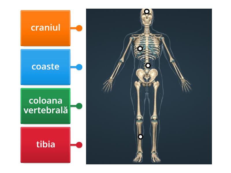 Scheletul uman- oase- grupa 3 - Labelled diagram