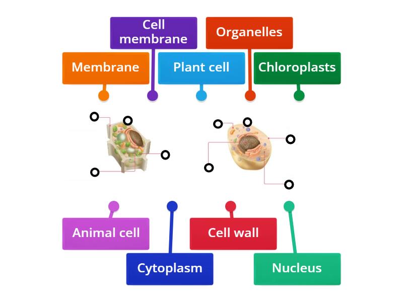 Parts of the cell - Labelled diagram