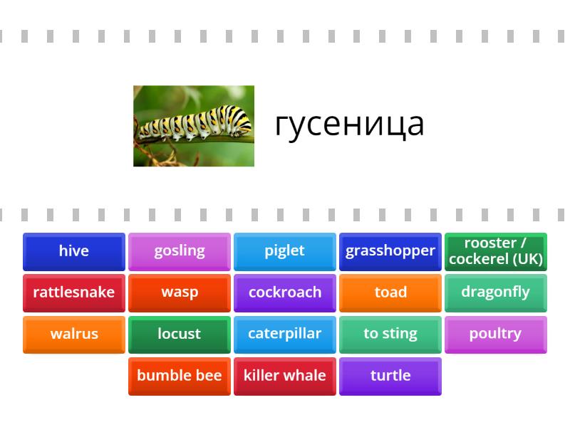 INSECTS - REPTILES - FARM - FISH adv - Find the match
