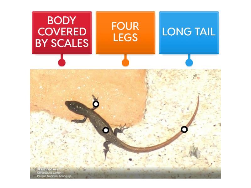 REPTILES BODY PARTS - Labelled diagram