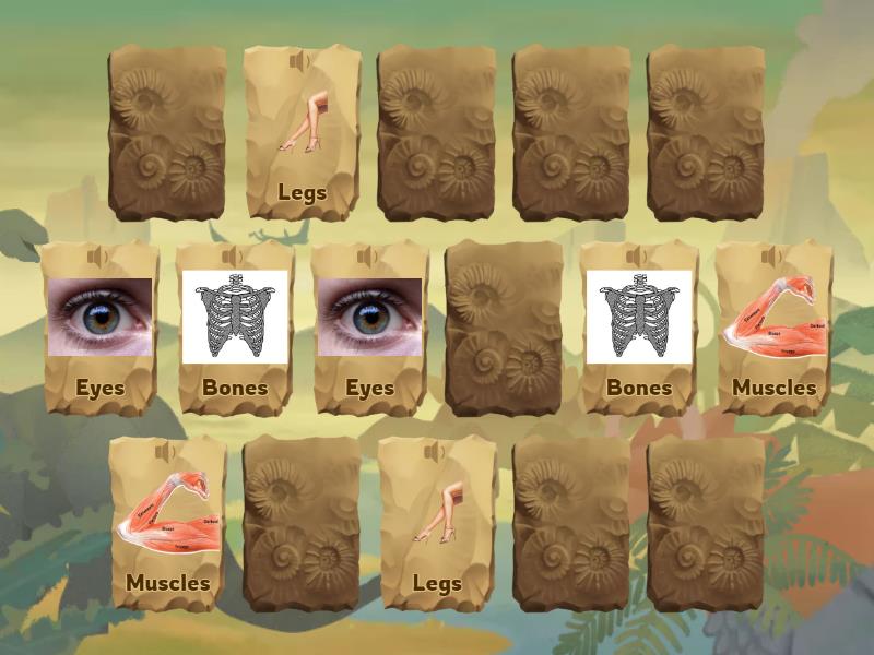 Human Body - Matching pairs